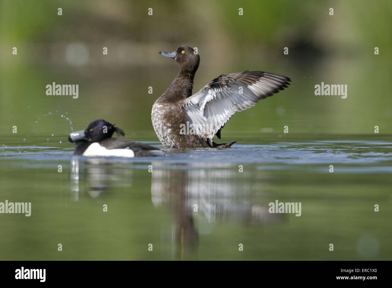 Tufted duck fuligula flapping wings hi-res stock photography and images ...