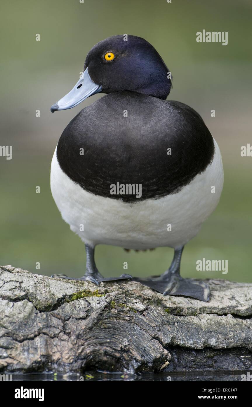 Tufted Duck Standing High Resolution Stock Photography and Images - Alamy