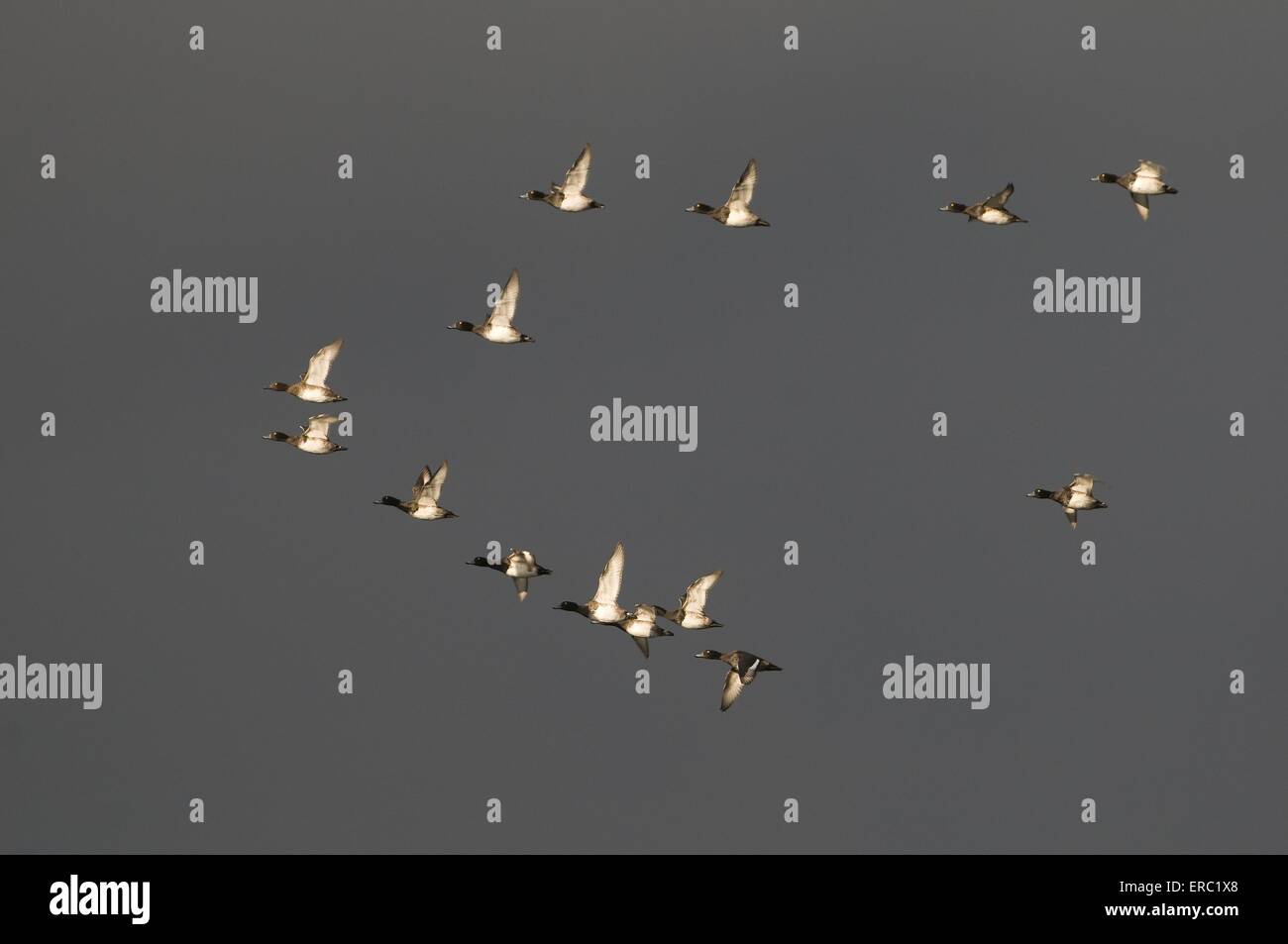 Tufted ducks hi-res stock photography and images - Alamy