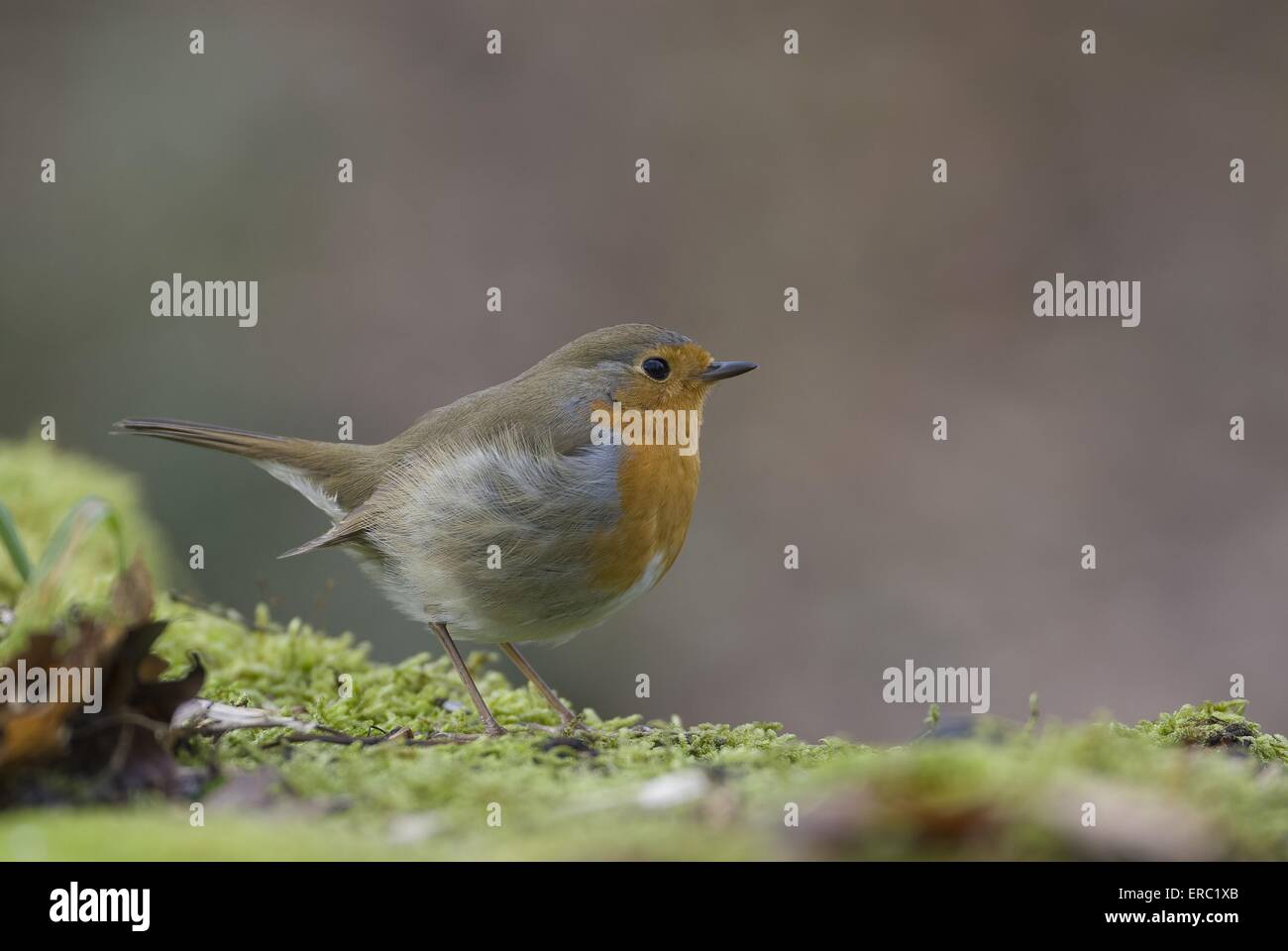 Profile of robin redbreast hi-res stock photography and images - Alamy