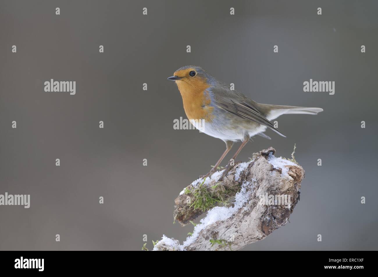 Robin redbreasts hi-res stock photography and images - Alamy