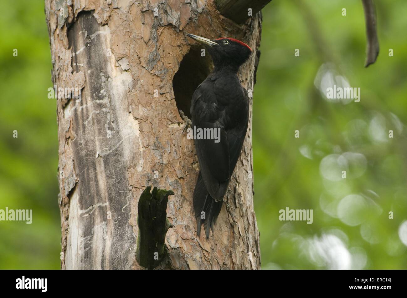 Black woodpecker hi-res stock photography and images - Alamy