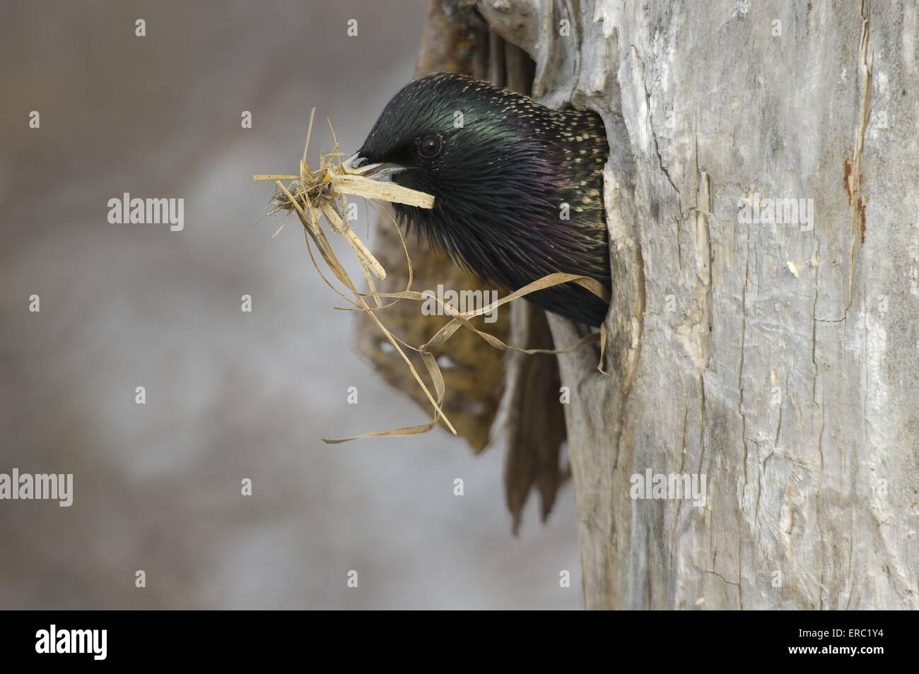 Starling brood hi-res stock photography and images - Alamy