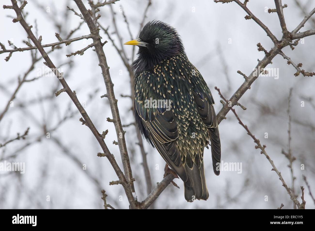 Starling profile hi-res stock photography and images - Alamy