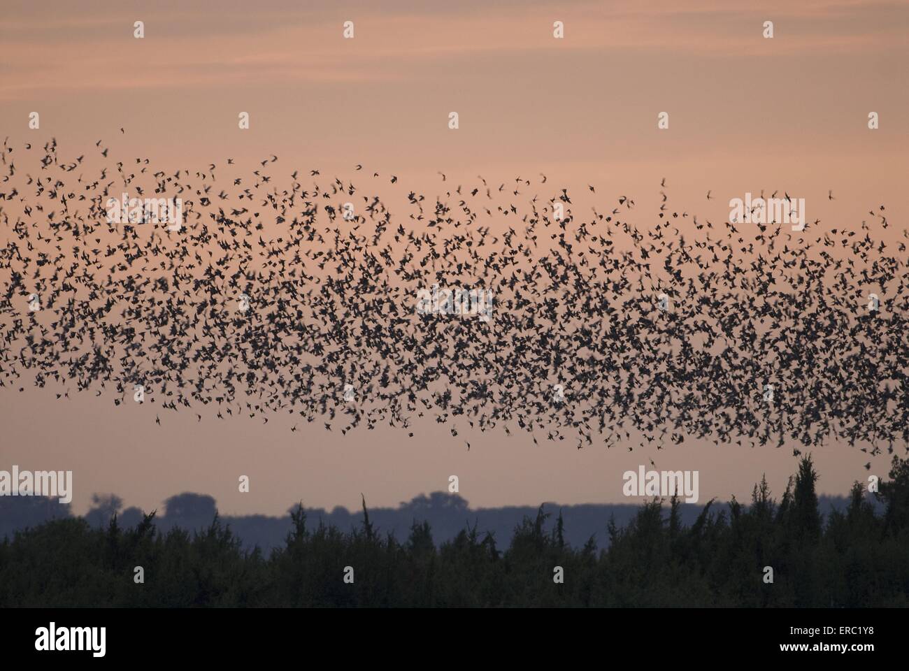 Starlings evening flight hi-res stock photography and images - Alamy