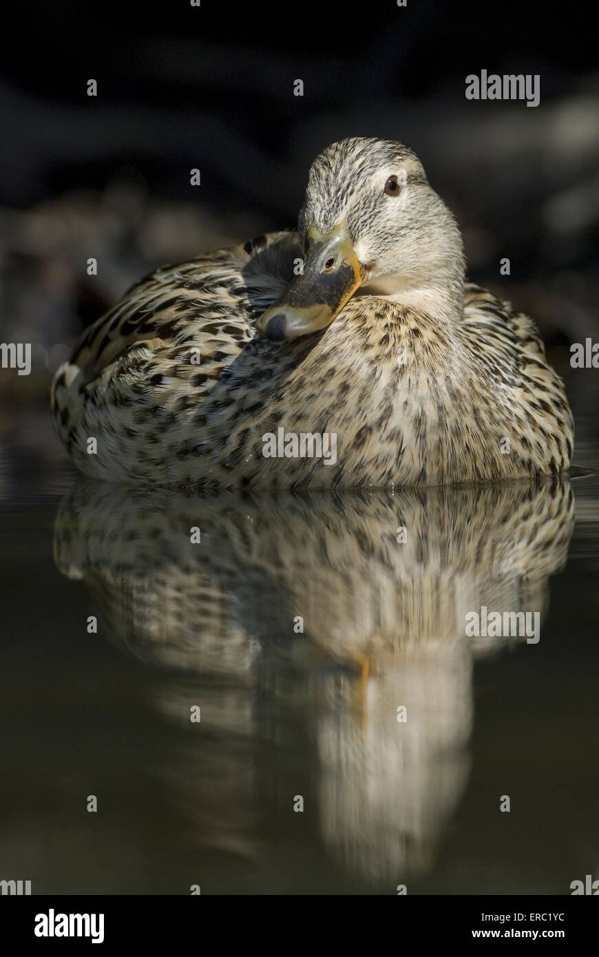 Size as a mallard hi-res stock photography and images - Alamy