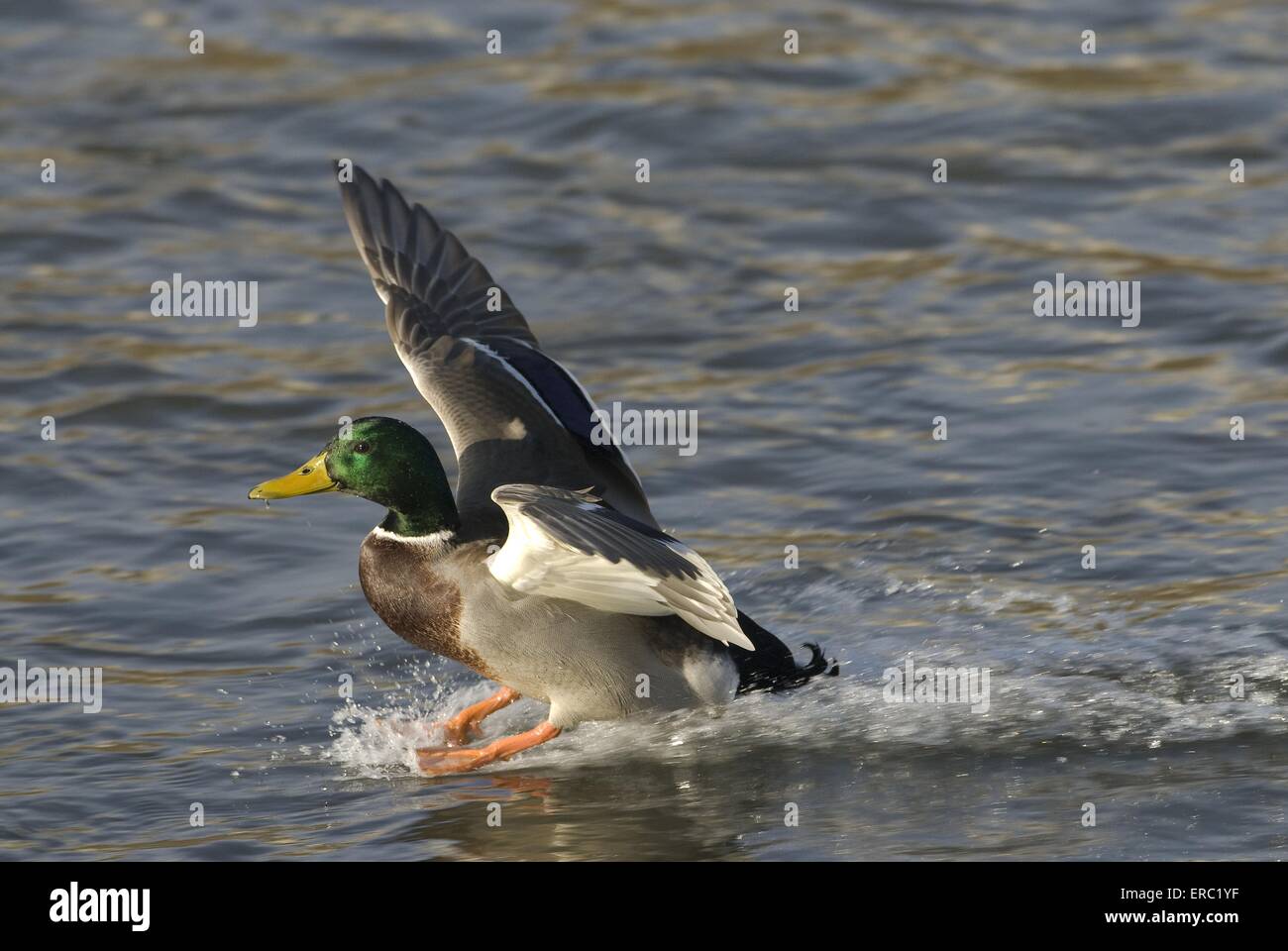 Drakes landing hi-res stock photography and images - Alamy