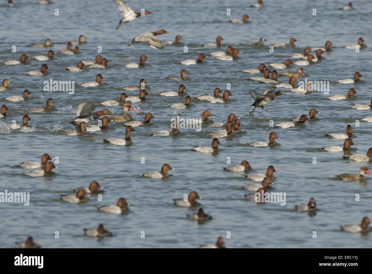 Flock of canards hi-res stock photography and images - Alamy