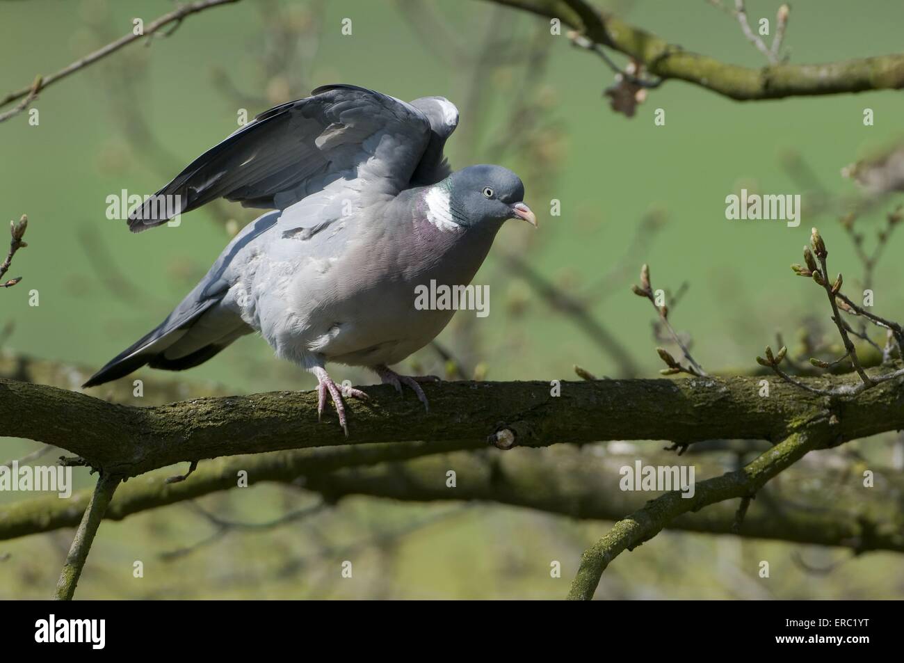 Culver culvers bird birds hi-res stock photography and images - Alamy