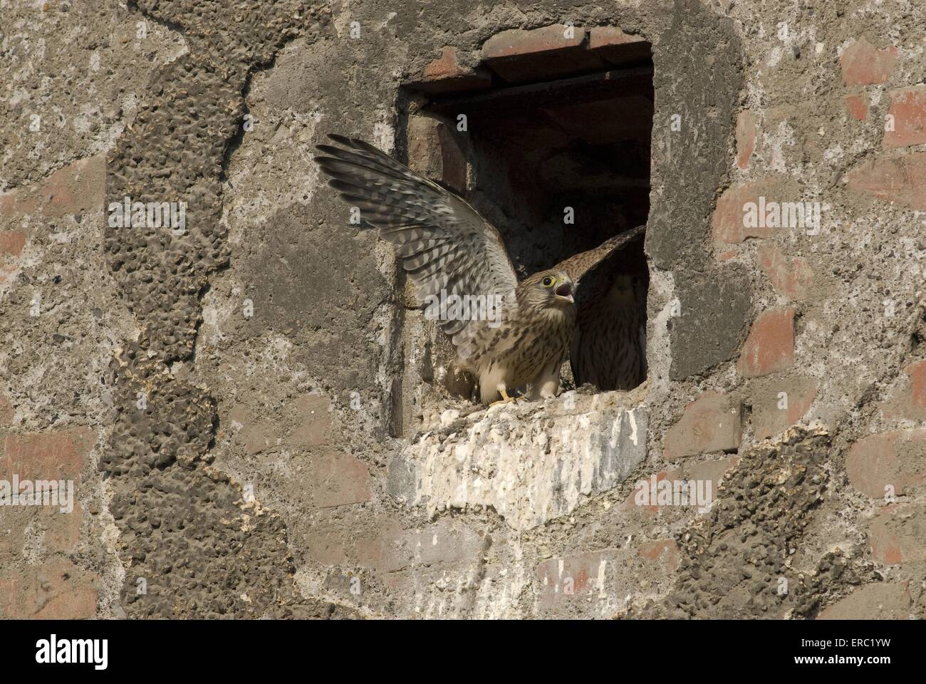 Open wing windows hi-res stock photography and images - Alamy