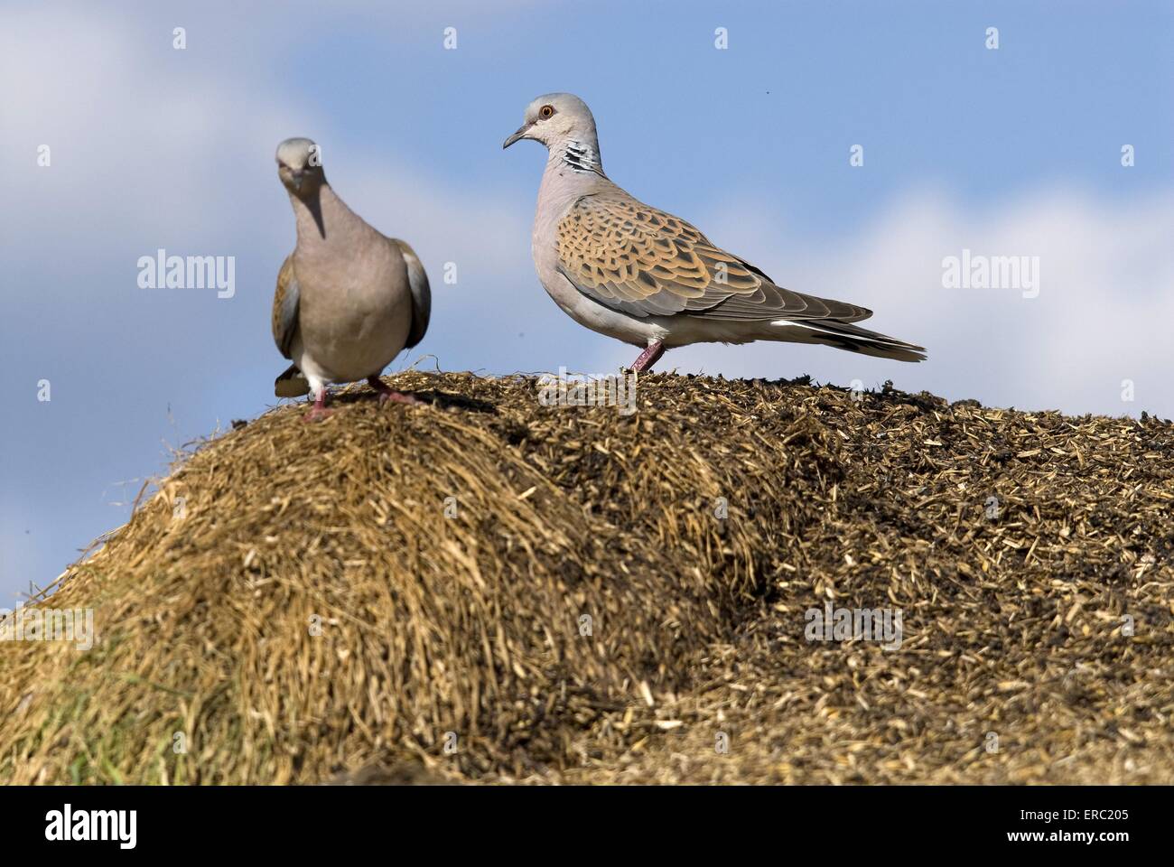 Two turtledoves hi-res stock photography and images - Alamy