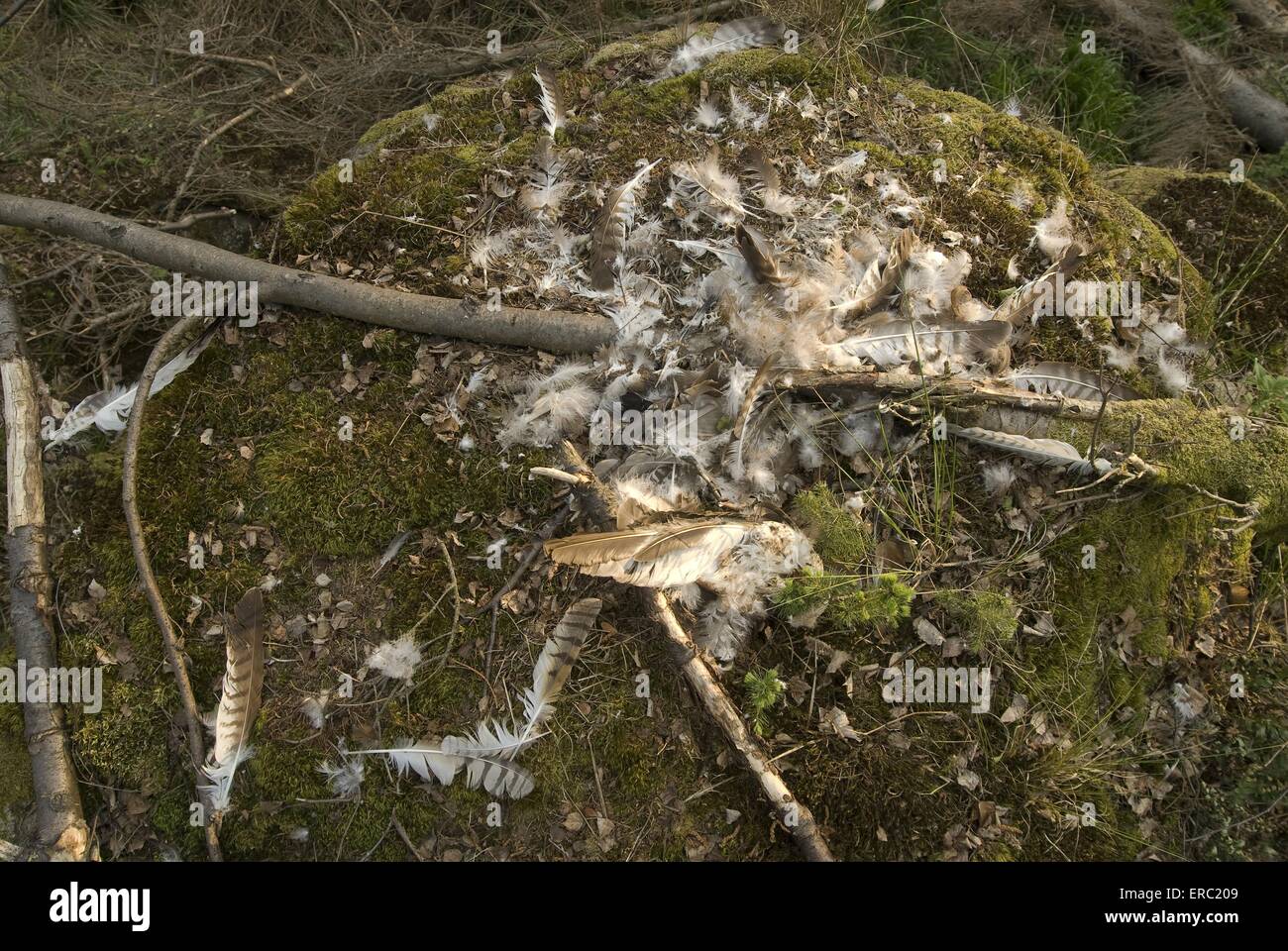 Dead owl hi-res stock photography and images - Alamy