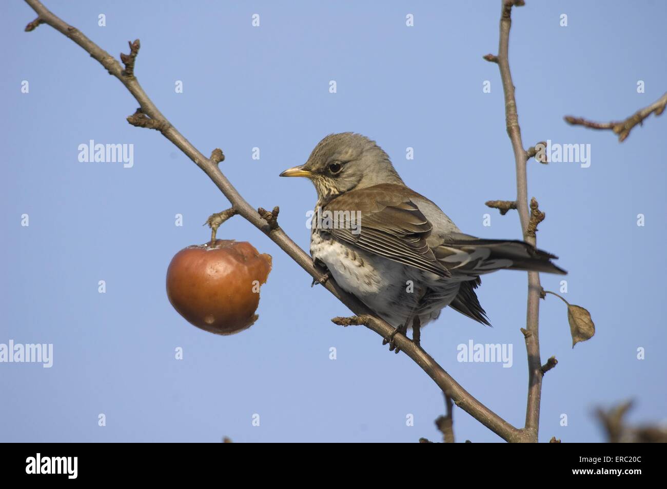 Fieldfare turdus pilaris adults hi-res stock photography and images - Alamy
