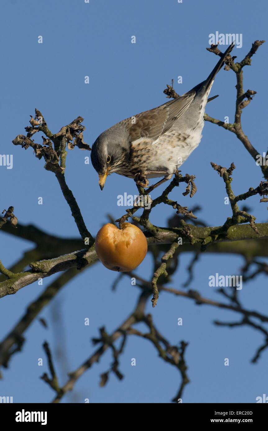 Fieldfare blue sky hi-res stock photography and images - Alamy