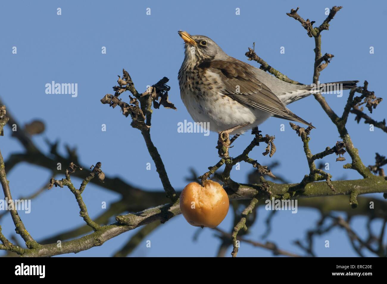 Fieldfare turdus pilaris adults hi-res stock photography and images - Alamy