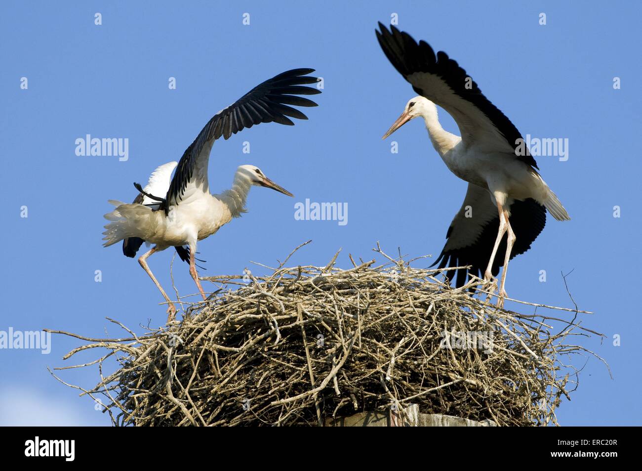 Storks wings hi-res stock photography and images - Alamy