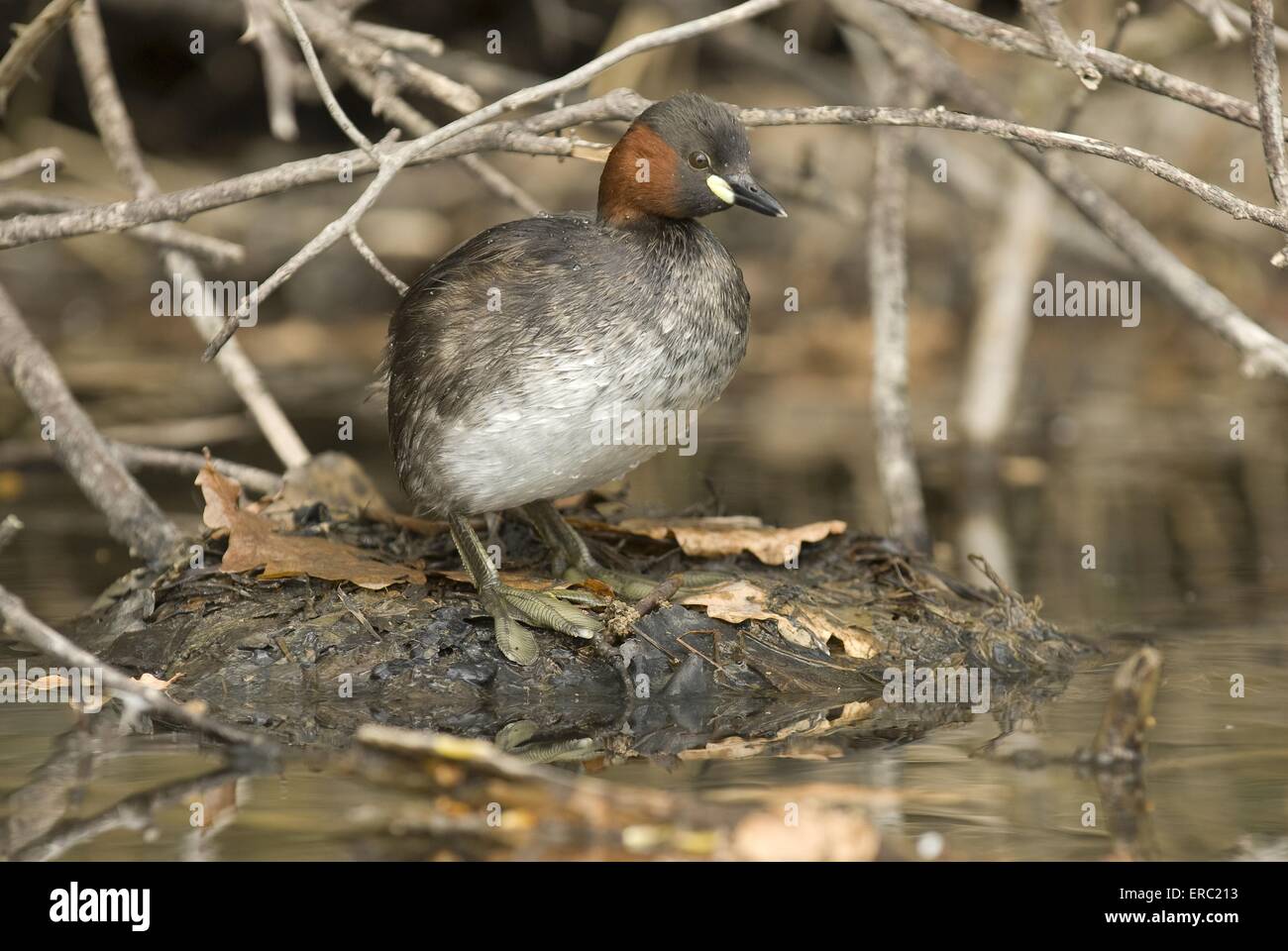 Dabchick High Resolution Stock Photography and Images - Alamy