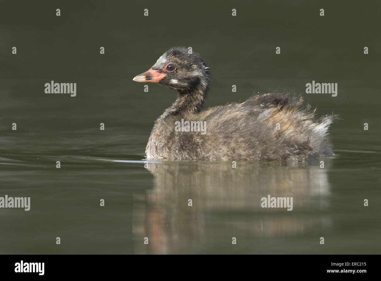 Young waterbirds hi-res stock photography and images - Alamy