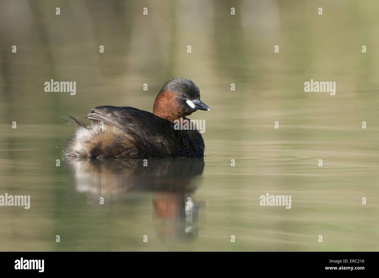 Dabchick hi-res stock photography and images - Alamy