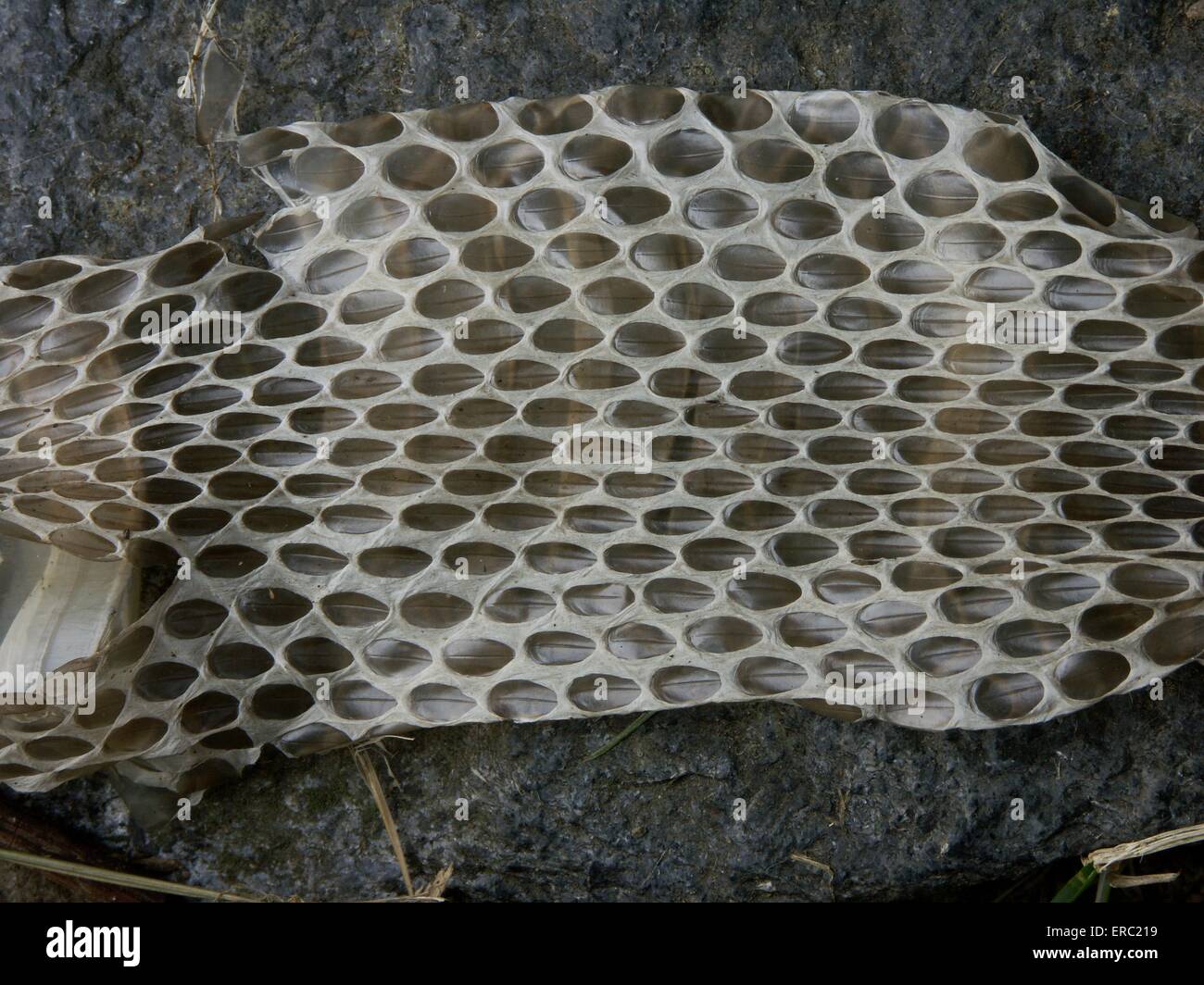 Snake skins hi-res stock photography and images - Alamy