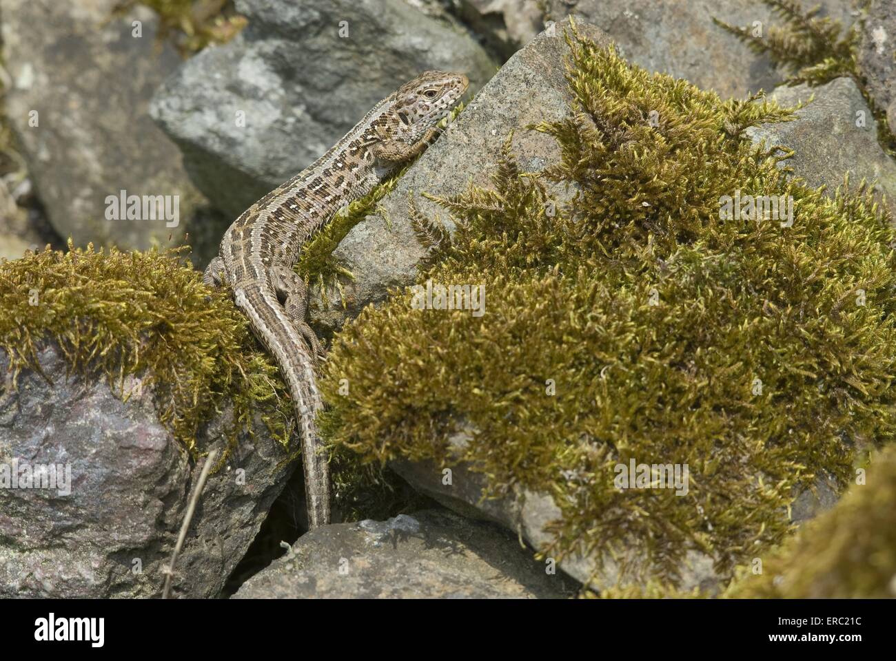 Lizard back hi-res stock photography and images - Alamy