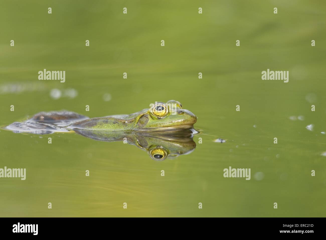 Green frog hi-res stock photography and images - Alamy