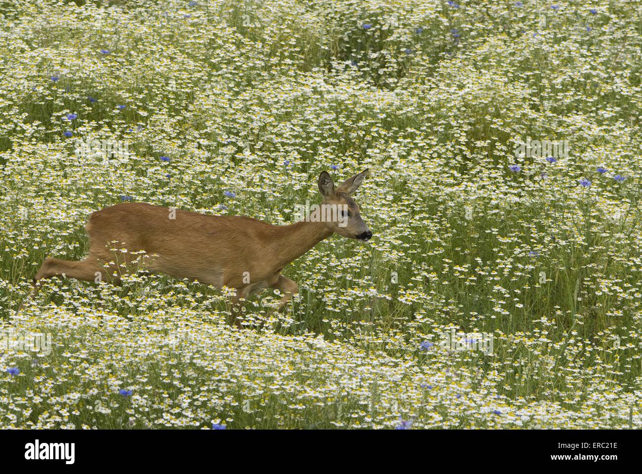Side profile wild roe deer walking hi-res stock photography and images ...