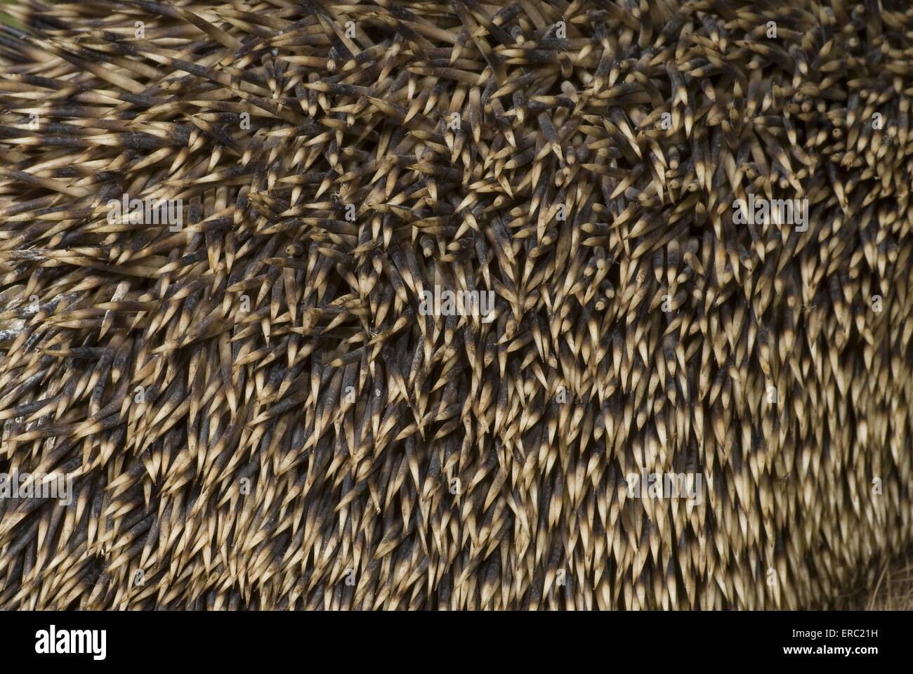 Hedgehog detail hi-res stock photography and images - Alamy