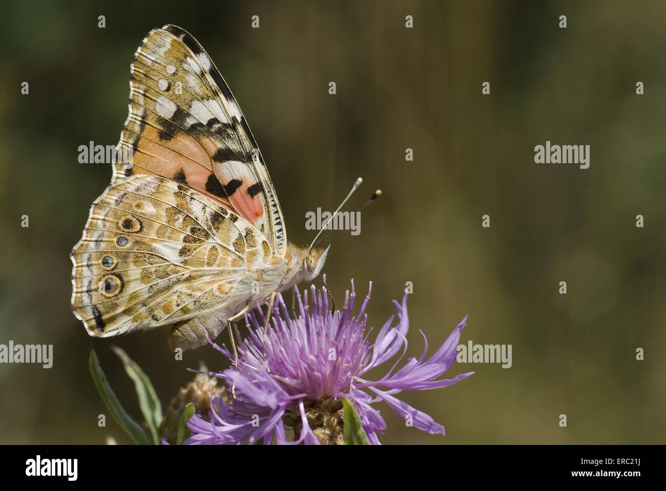 Painted lady profile hi-res stock photography and images - Alamy