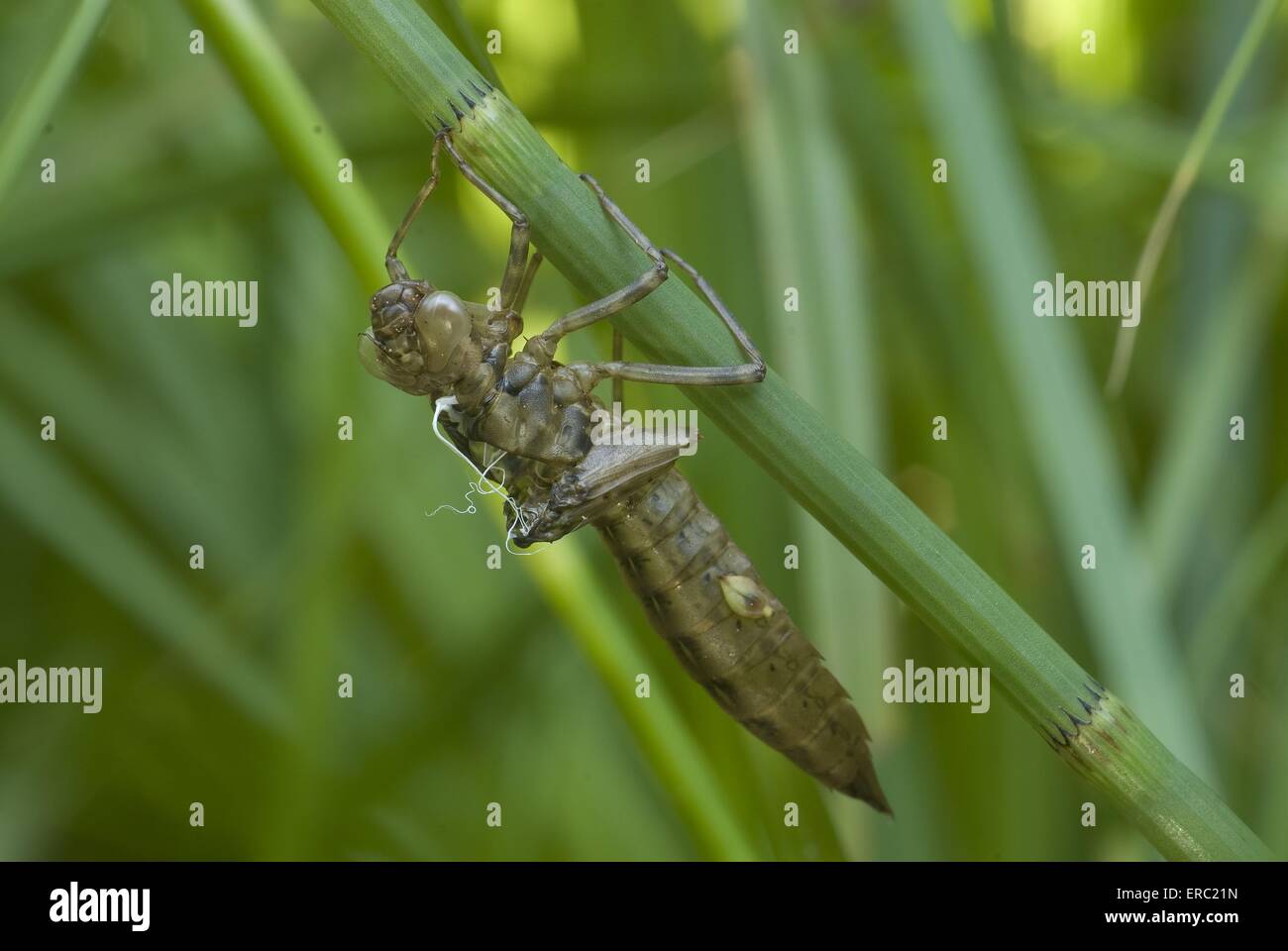 Odonata anisoptera larvae hi-res stock photography and images - Alamy