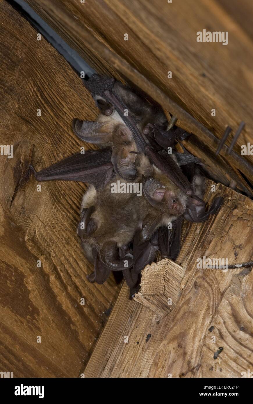 Brown Bat Stock Photos & Brown Bat Stock Images - Alamy
