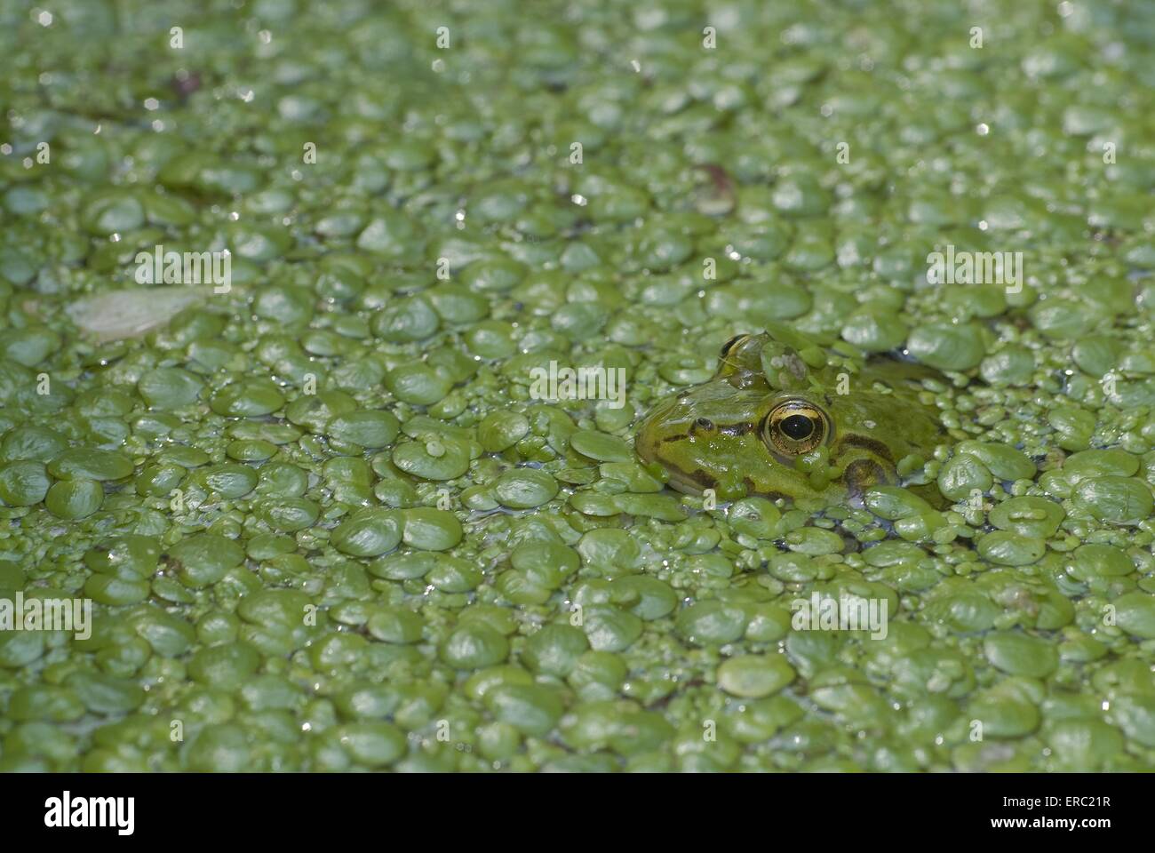 Side view of common frog hi-res stock photography and images - Alamy