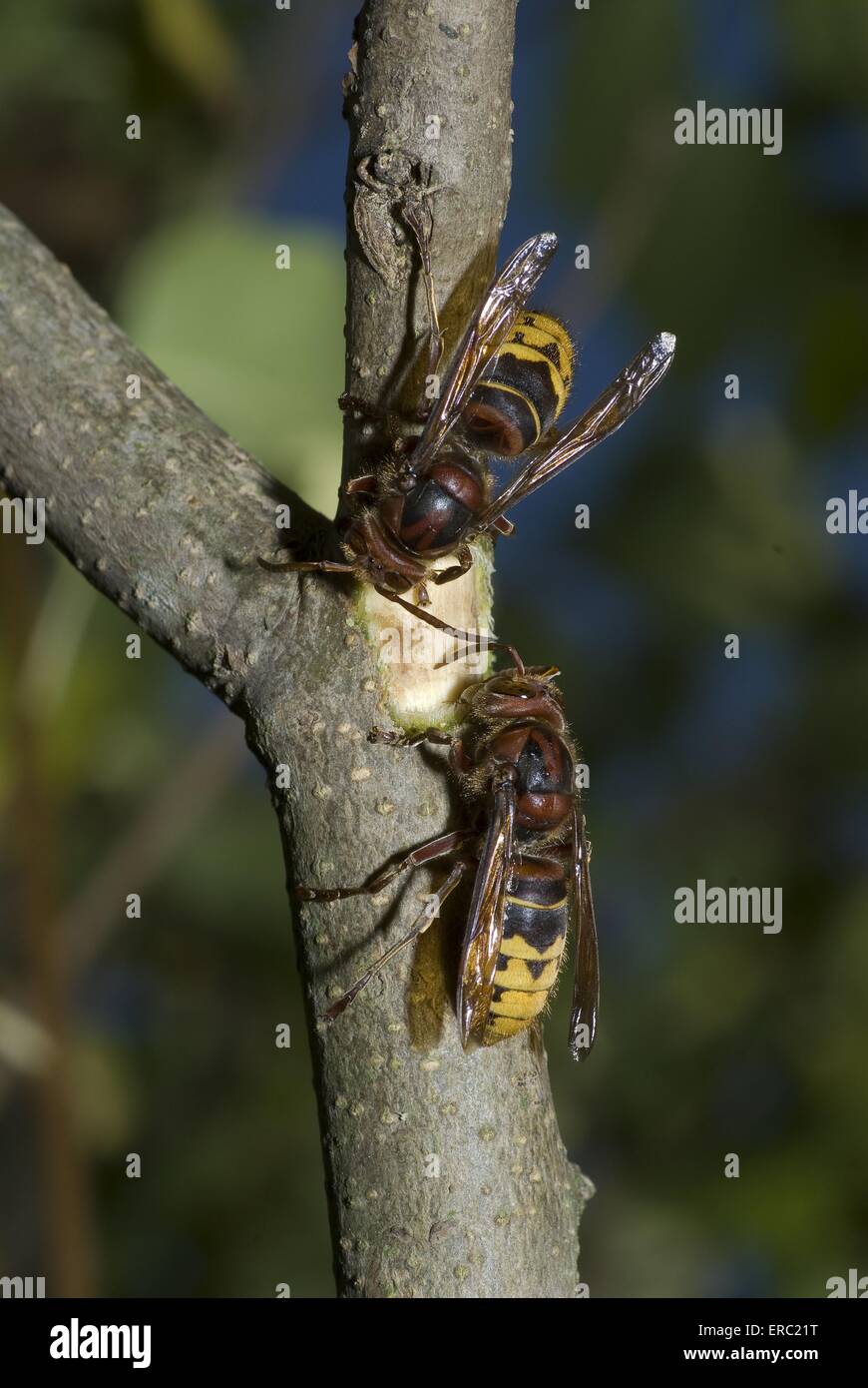 Hornets hi-res stock photography and images - Alamy