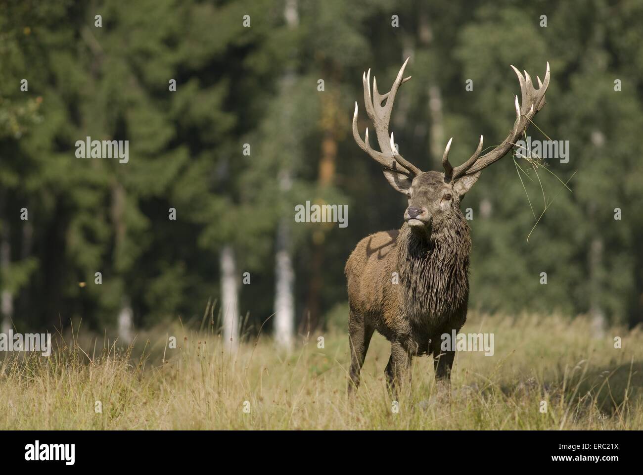 Stag stand hi-res stock photography and images - Alamy