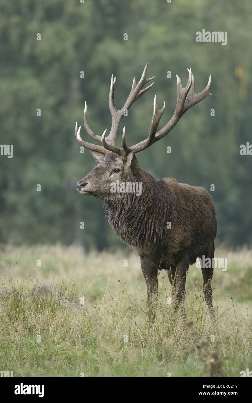 Stag stand hi-res stock photography and images - Alamy