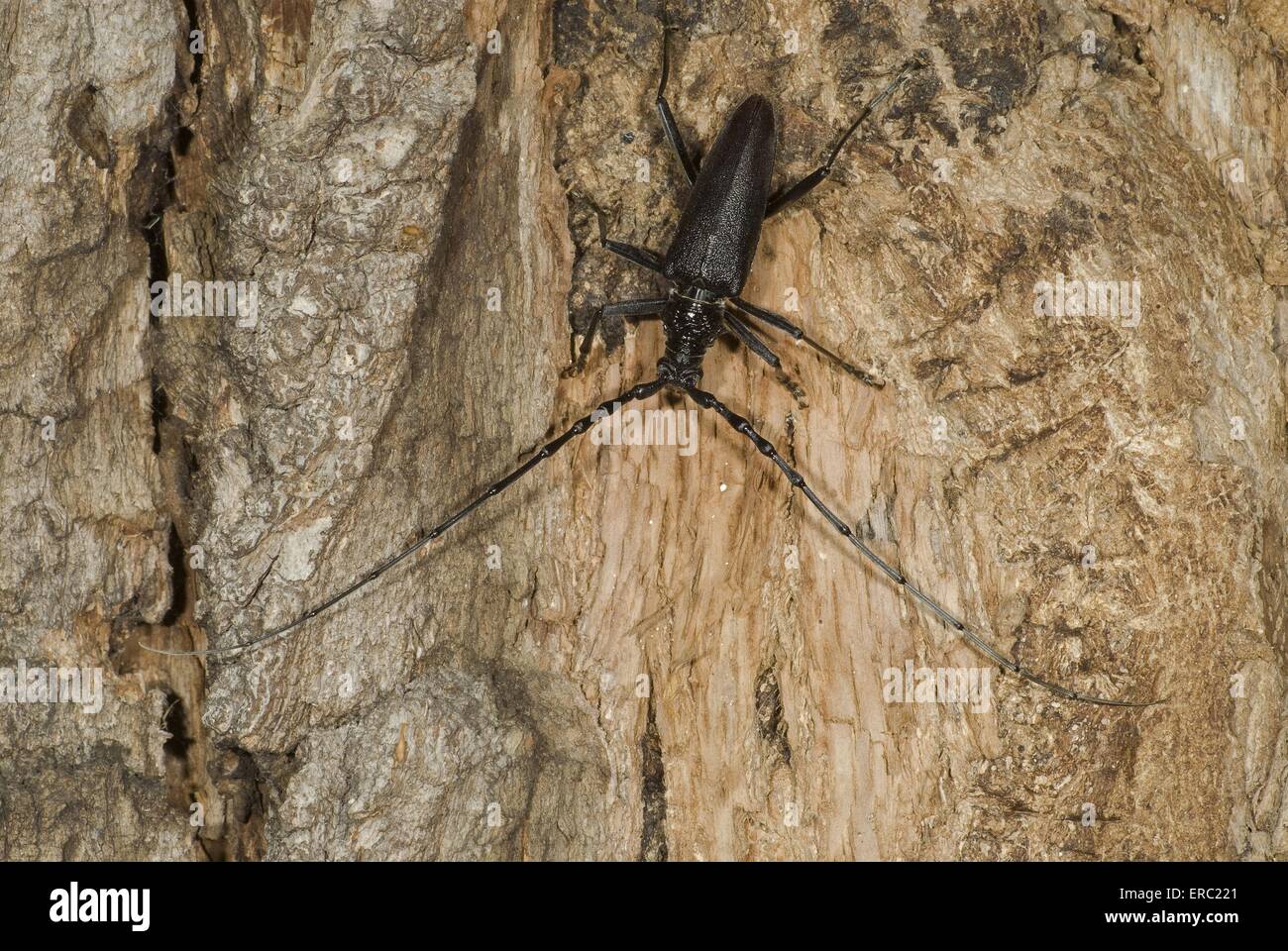 Capricorn beetles hi-res stock photography and images - Alamy