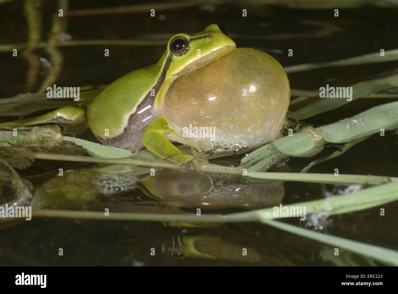 Quacking frog hi-res stock photography and images - Alamy