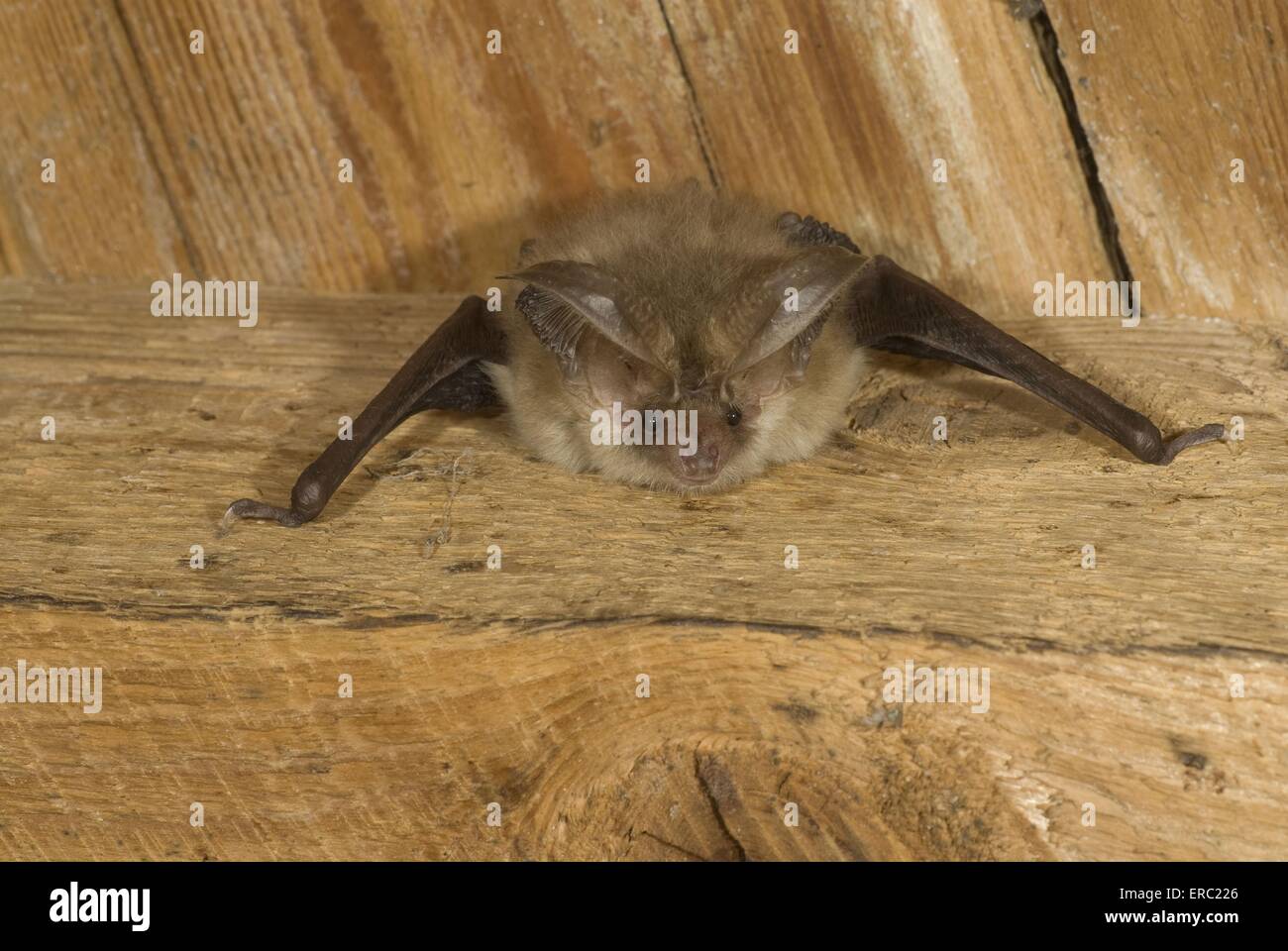 common long-eared bat Stock Photo - Alamy