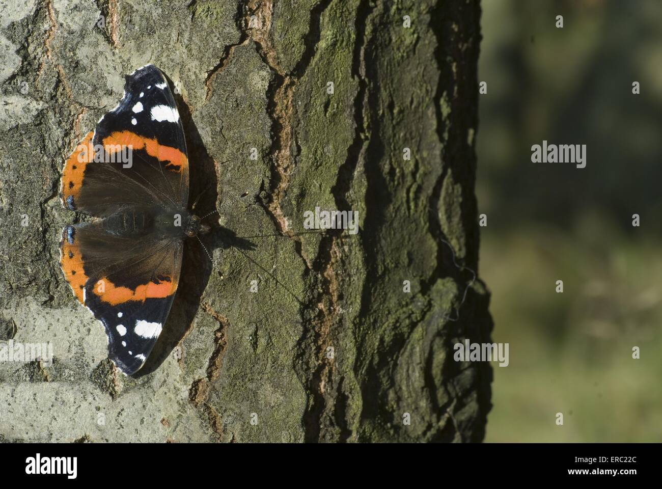 Butterfly lepidoptera neoptera pterygota insecta hexapoda arthropoda hi ...