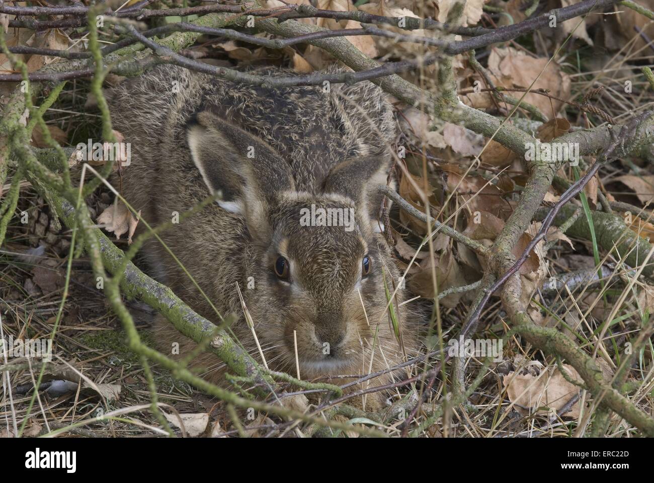 Eastern hare hi-res stock photography and images - Alamy