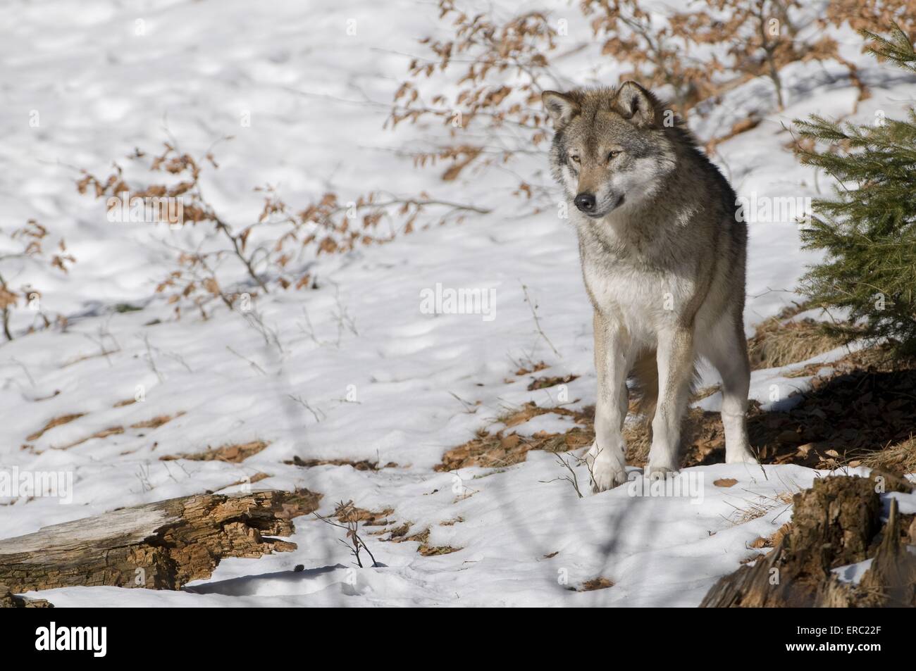 Greywolf greywolves hi-res stock photography and images - Alamy