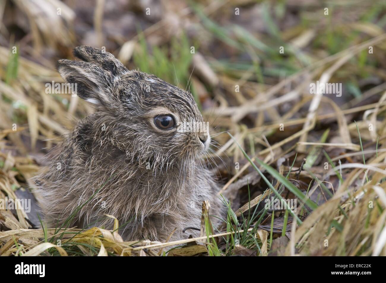 young brown hare Stock Photo - Alamy