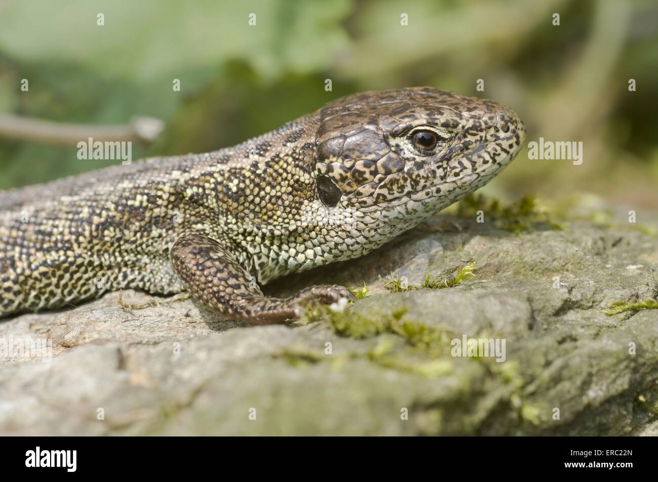 Lateral view of lizard head hi-res stock photography and images - Alamy