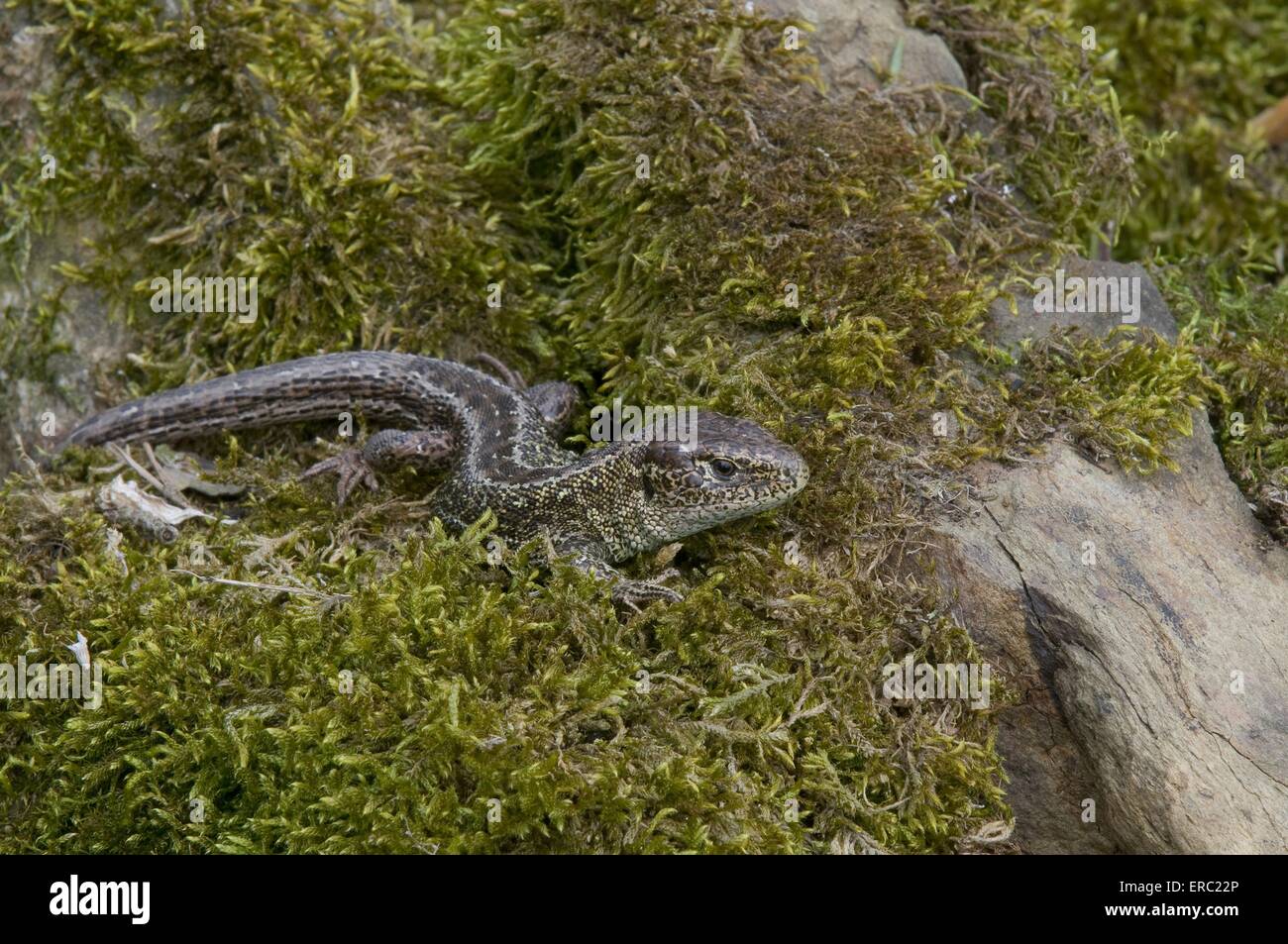 Sand critters hi-res stock photography and images - Alamy