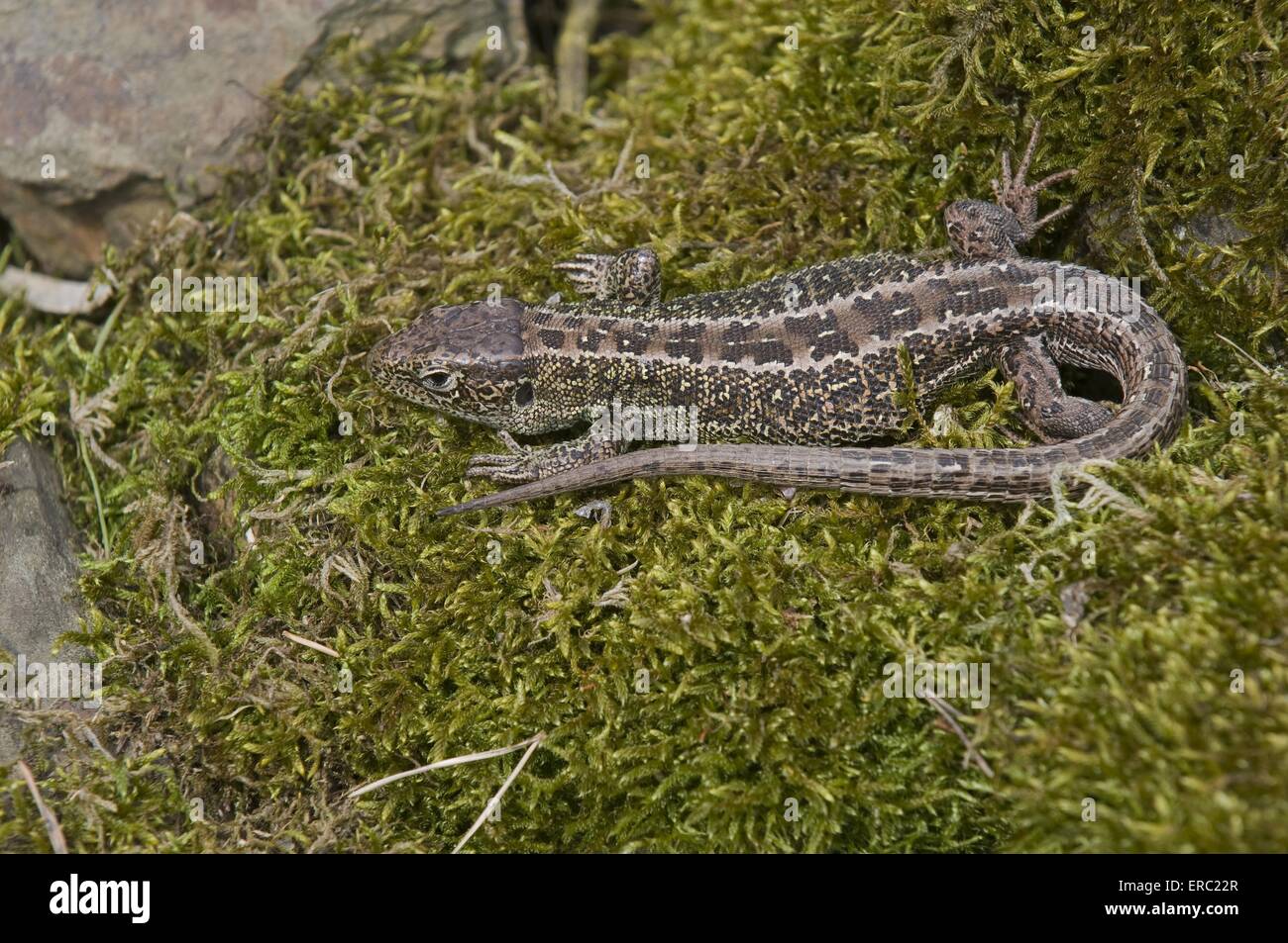 Sand lizard from above hi-res stock photography and images - Alamy