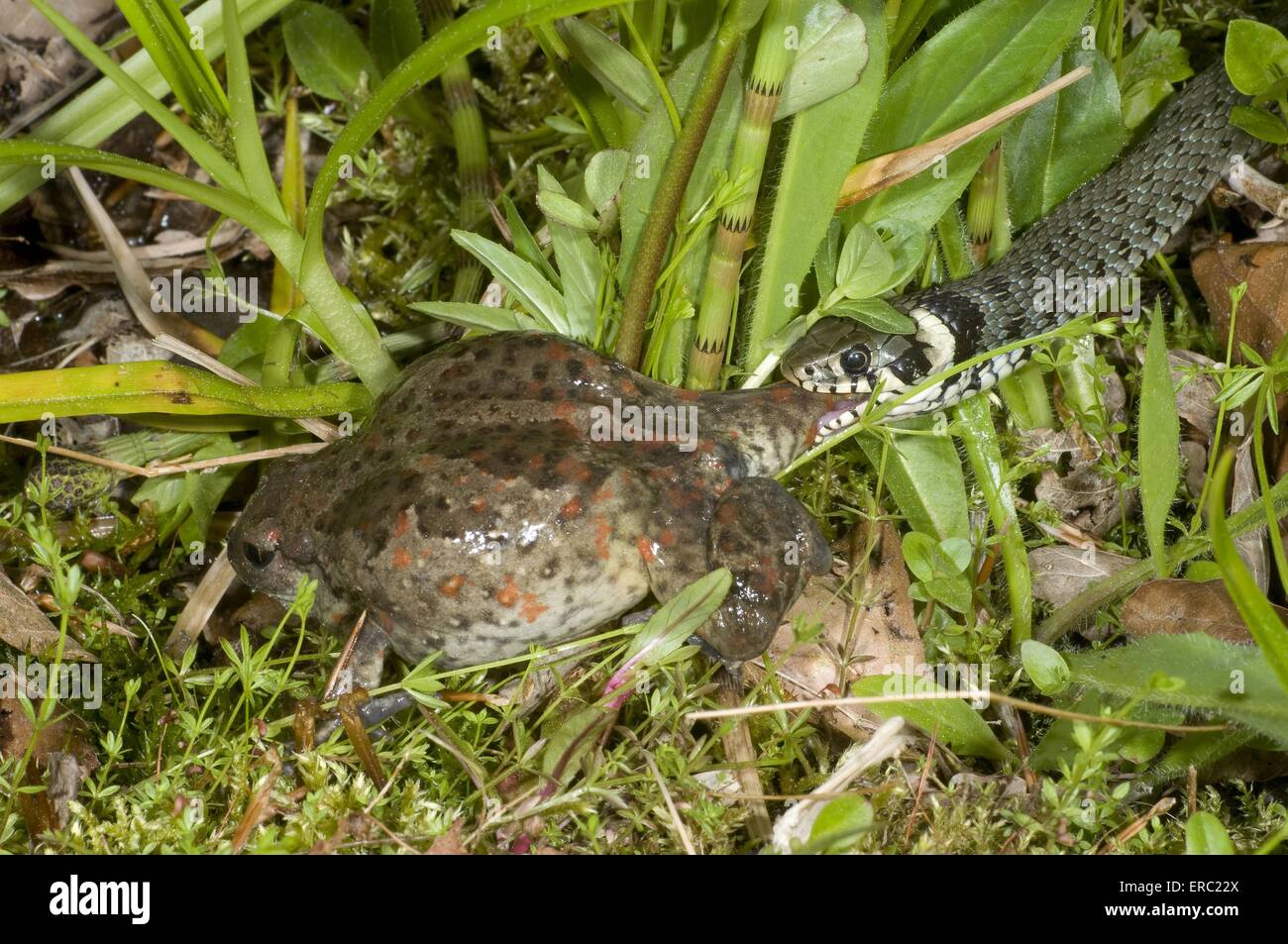 grass snake eats toad Stock Photo - Alamy