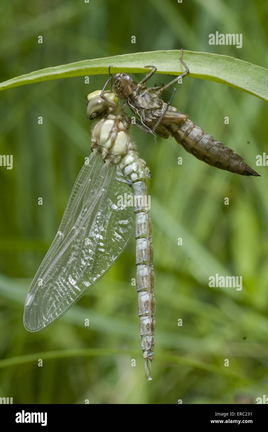 Odonata anisoptera larvae hi-res stock photography and images - Alamy