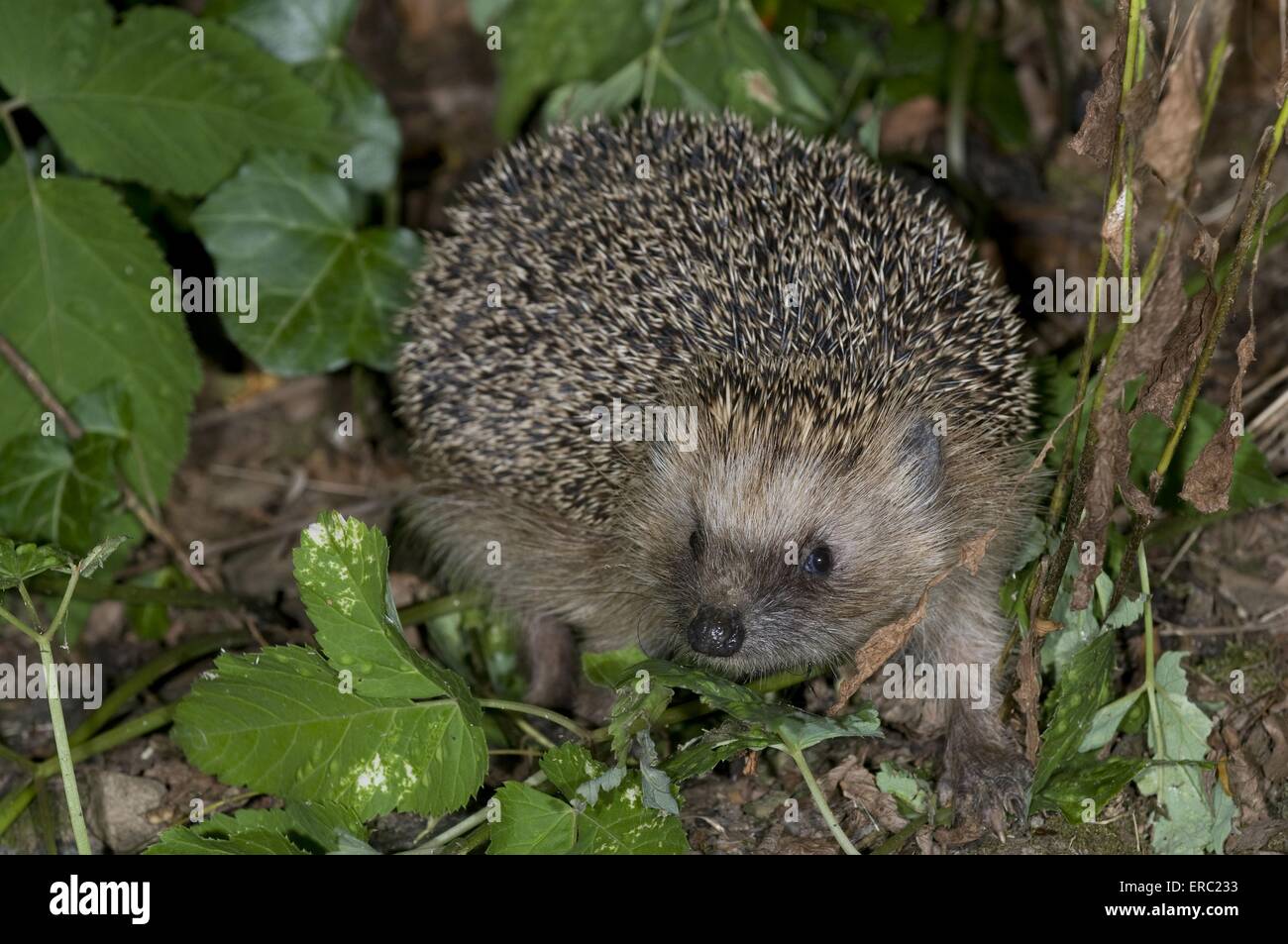 Adult hedgehog hi-res stock photography and images - Alamy