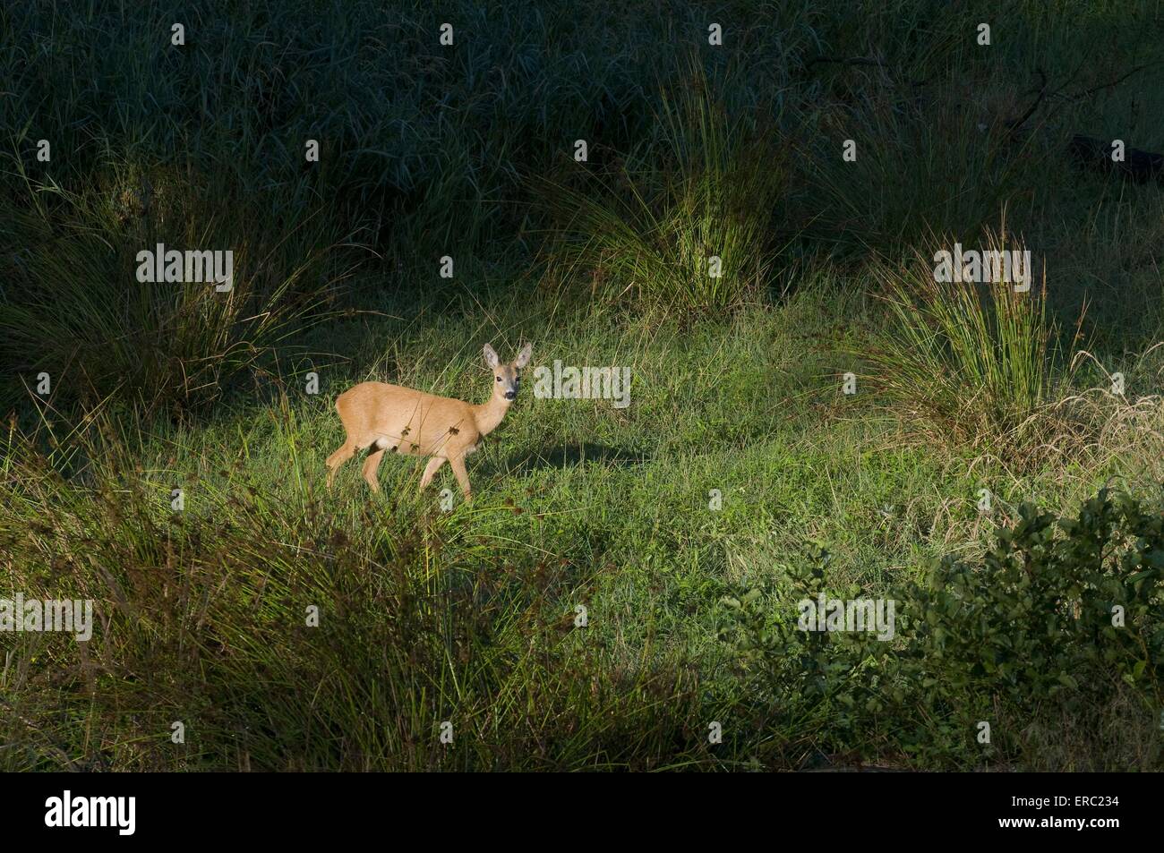 Roe deer female side view hi-res stock photography and images - Alamy
