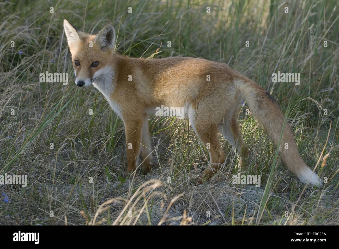 Fox stand hi-res stock photography and images - Alamy